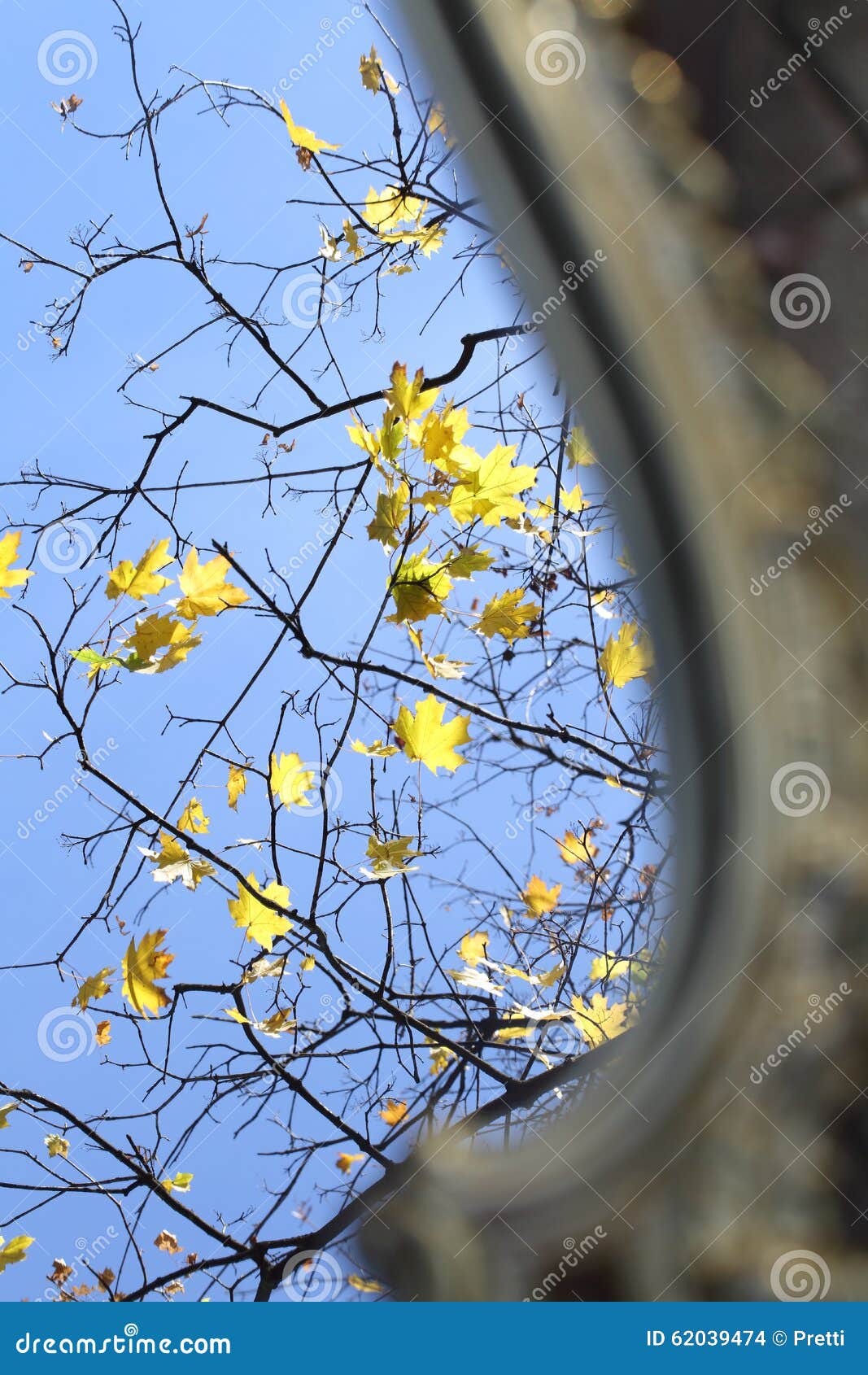 Reflexion in a Mirror of Autumn Leaves on Maple Branches Stock Photo ...