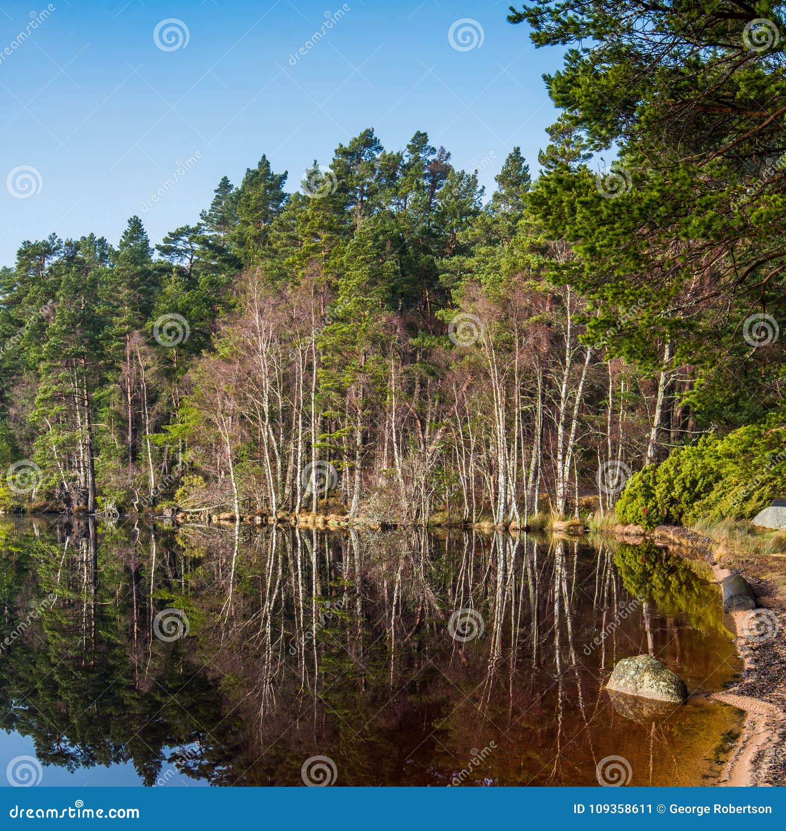 Reflexiones En El Lago Garten Imagen de archivo - Imagen de lodo ...