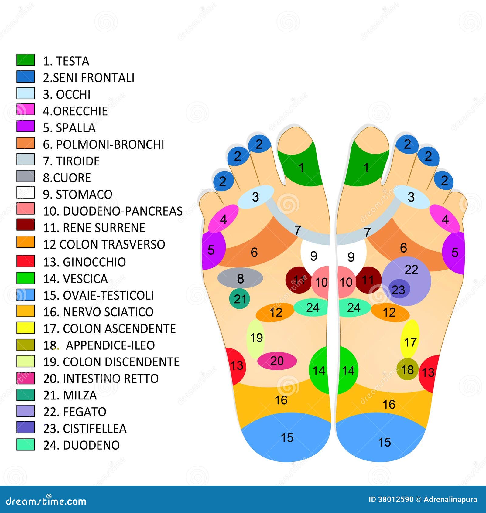 Reflexology stock illustration. Illustration of medicine - 38012590