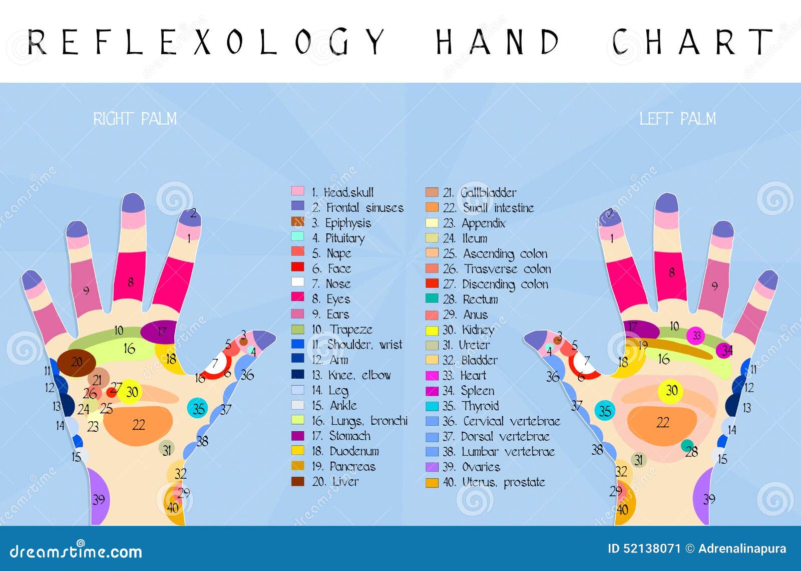 Reflexzonenmassagehanddiagramm Stock Abbildung - Illustration von ...