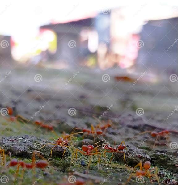 Refocused Abstract Background of Ant Stock Image - Image of green ...