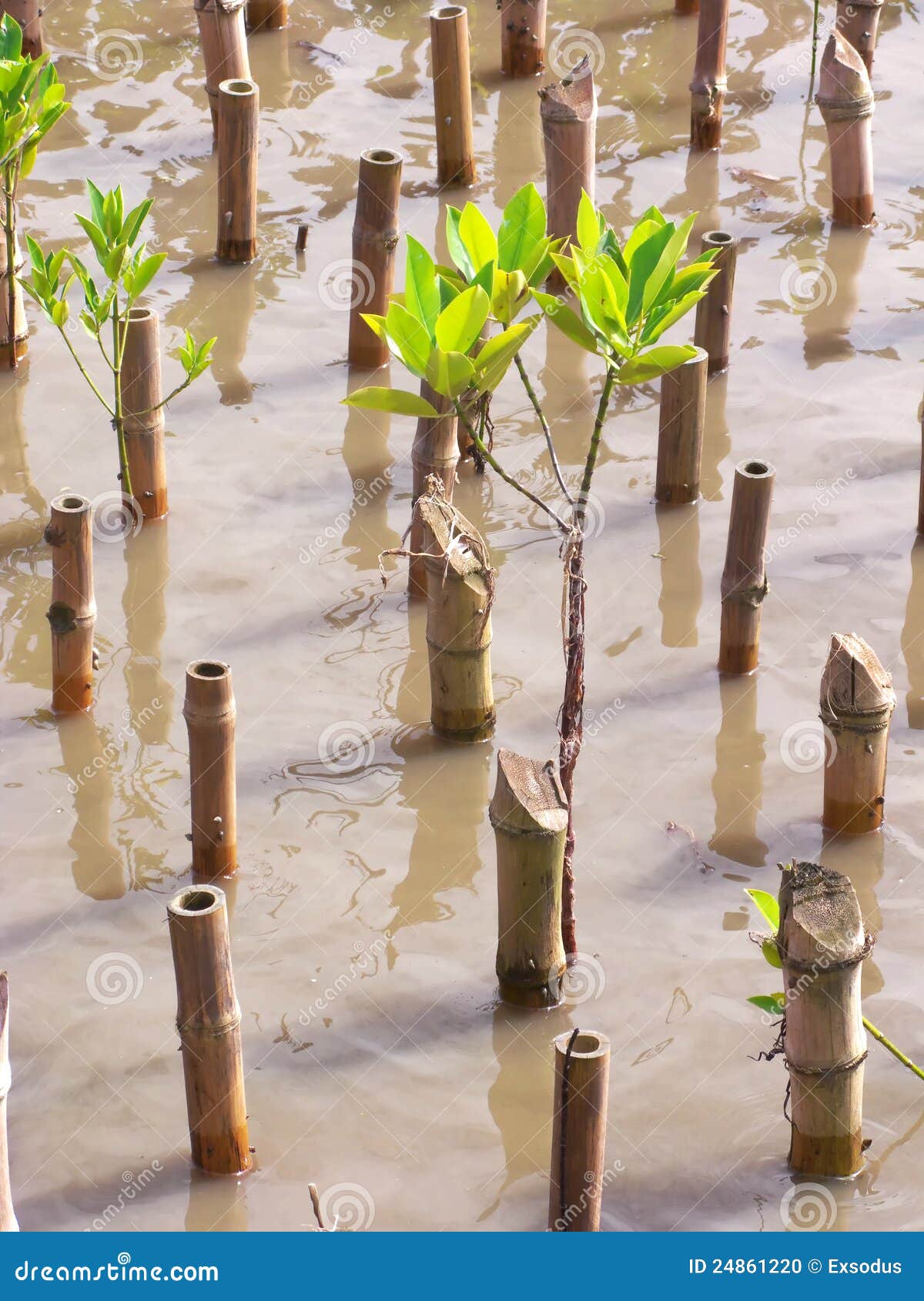 Reforestation stock photo. Image of coastline, coast - 24861220