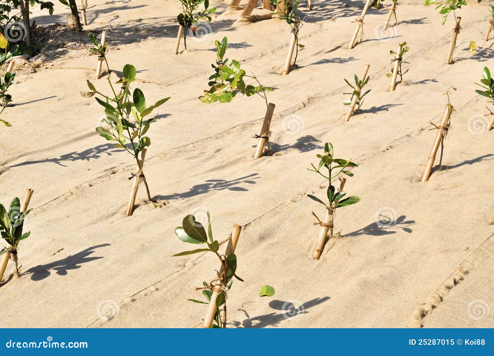 Reforestation stock image. Image of desert, forest, protection - 25287015 Reforestation stock image. Image of desert, forest, protection - 25287015
