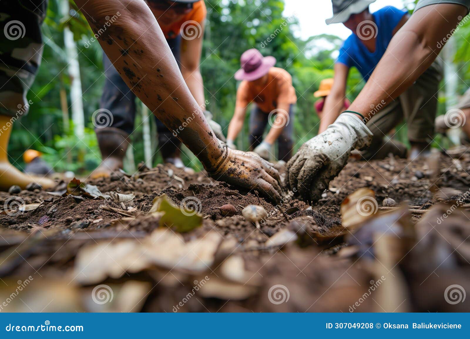 Reforestation in Amazon, Workers Mixing Tree Seeds, Seeds in Workers ...