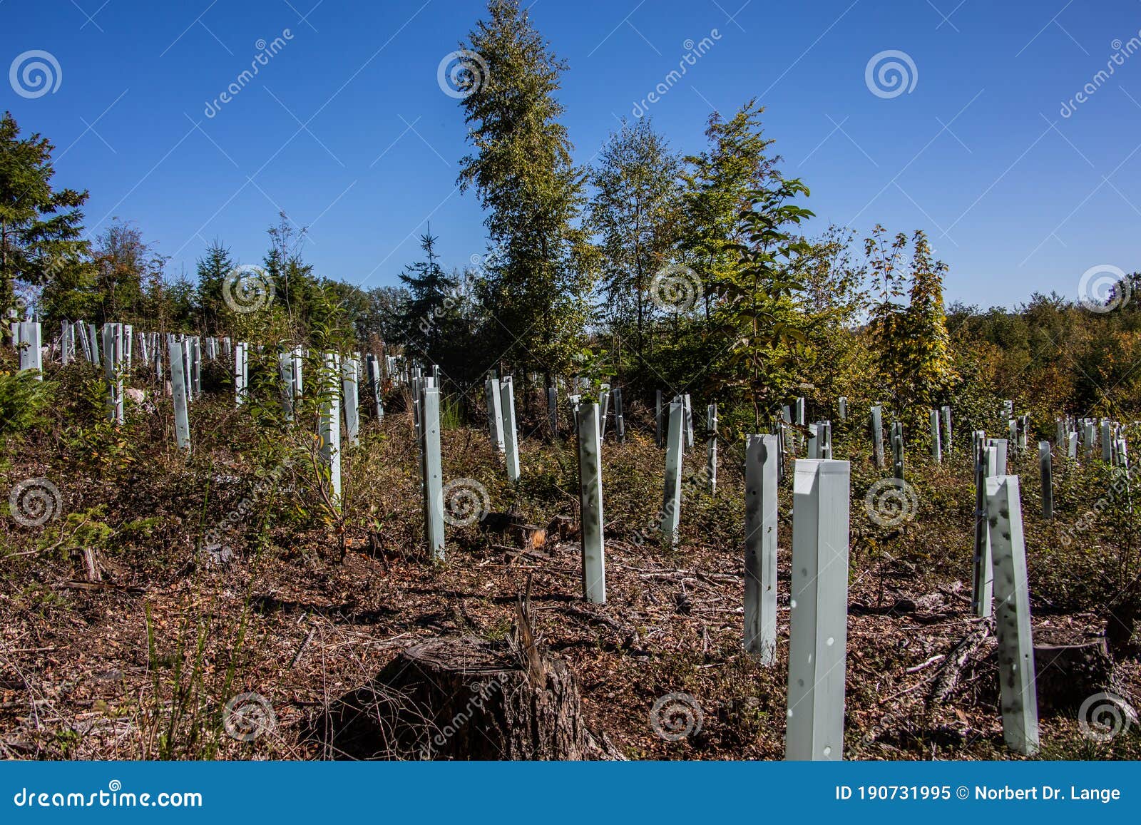 Reforestation in the Cleared Forest Stock Image - Image of bite, trees ...