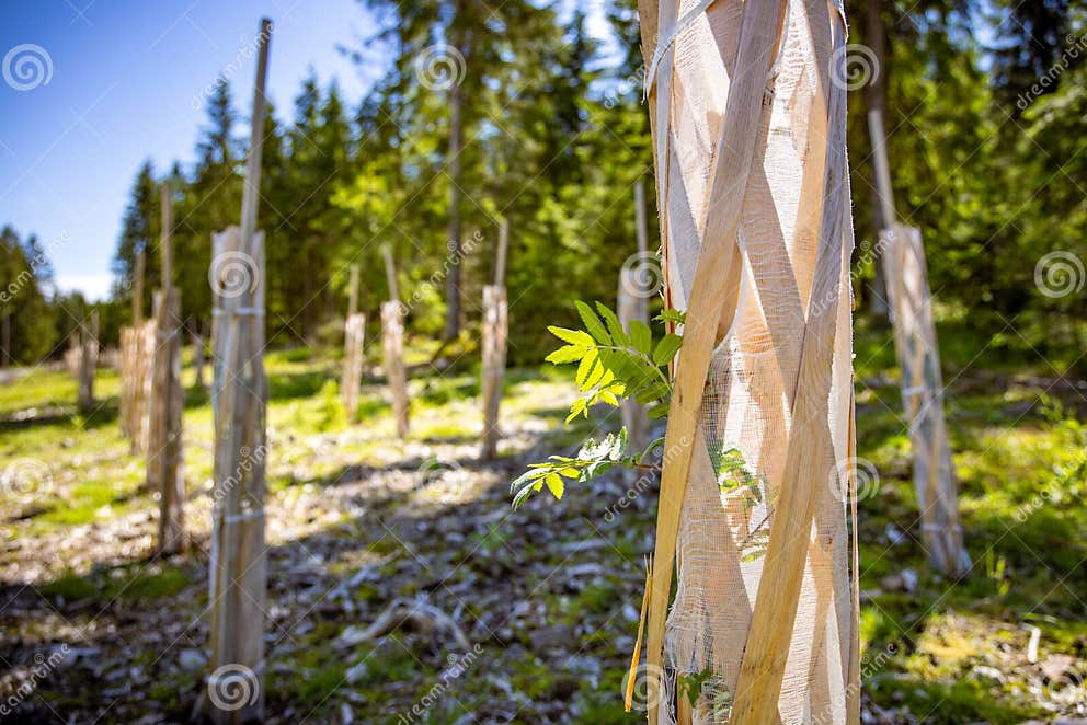 Reforestation Efforts with Young Tree Saplings in Thuringian Forest ...