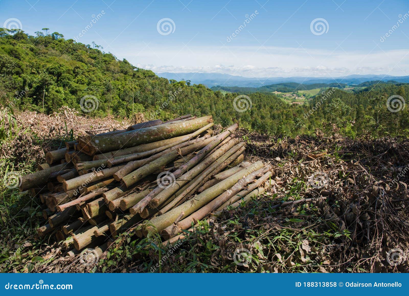 Reforestation and Extraction of Eucalyptus Wood Stock Photo - Image of ...