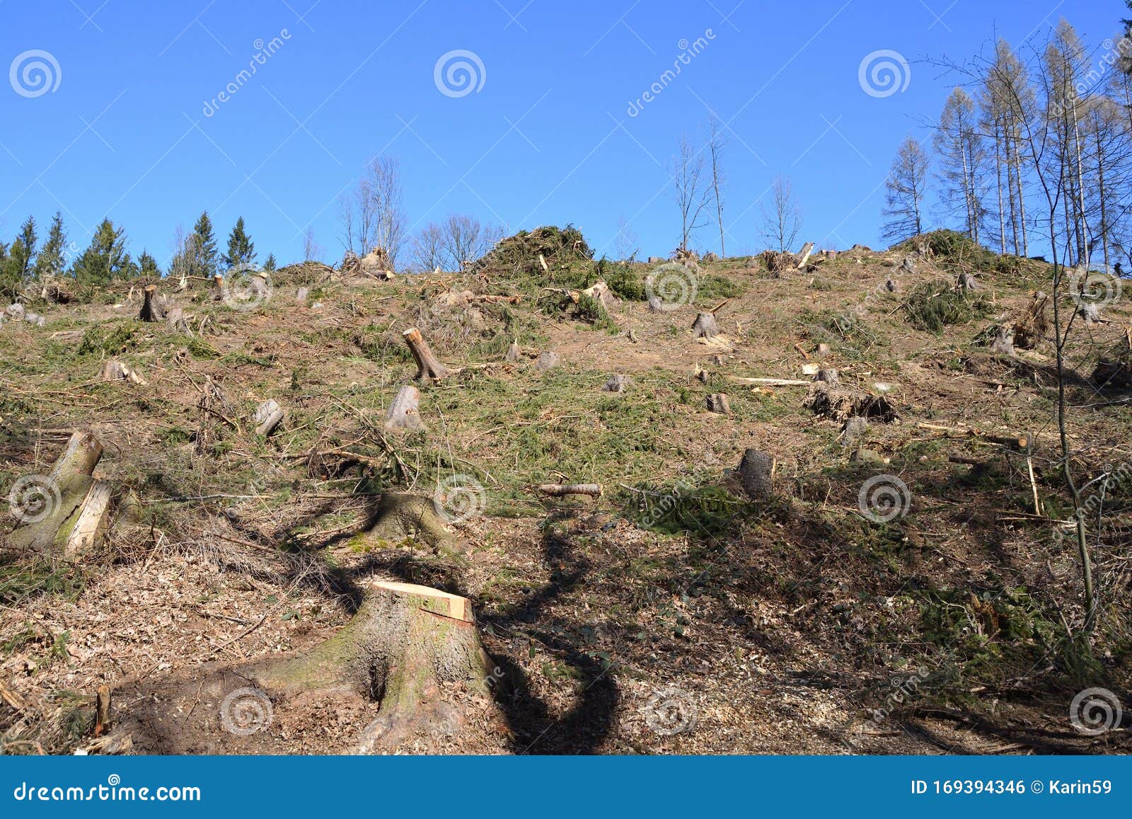 Reforestation in a forest stock photo. Image of plantation - 169394346