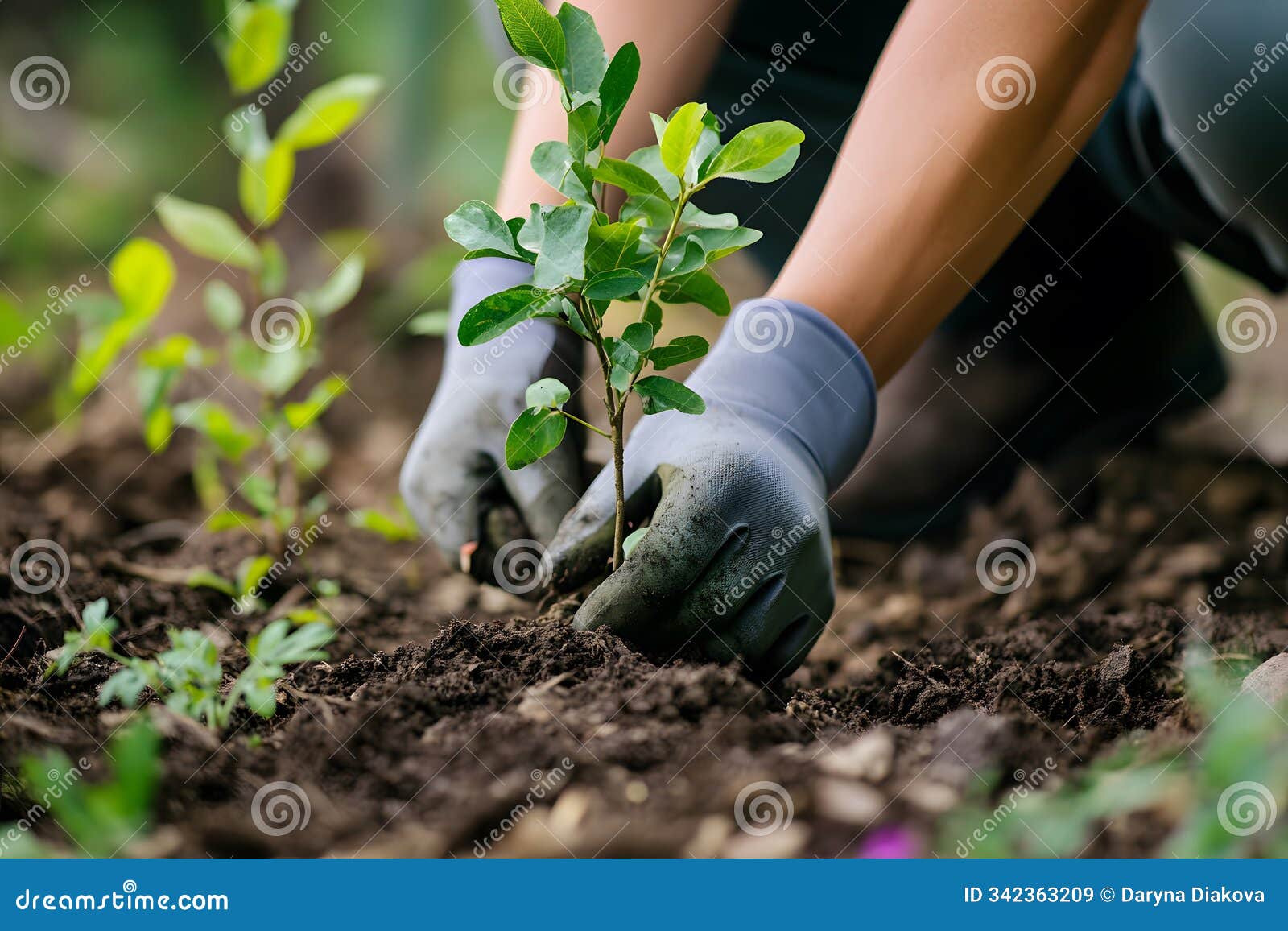 Reforestation Heroes: Volunteers Planting Trees Stock Illustration ...