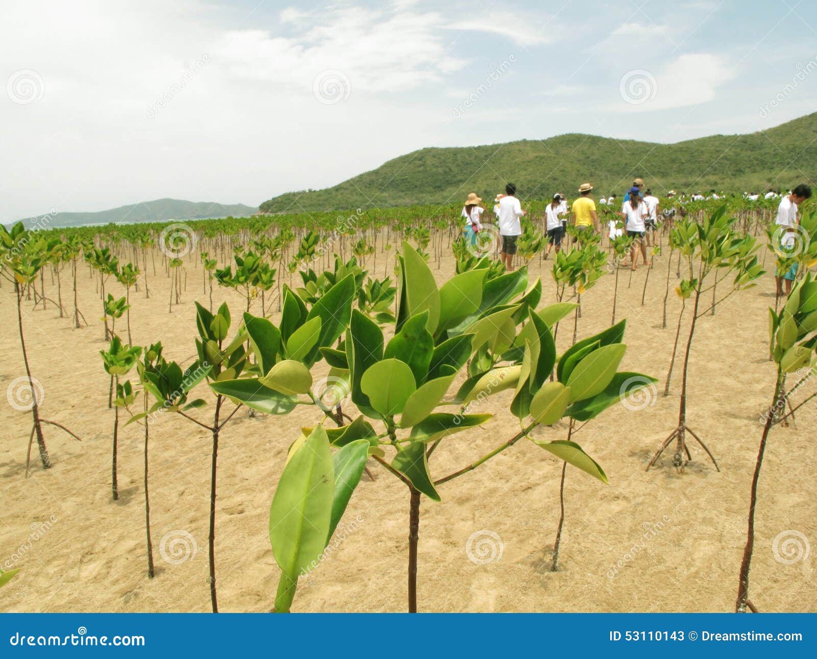 Reforestation stock image. Image of activity, environmental - 53110143