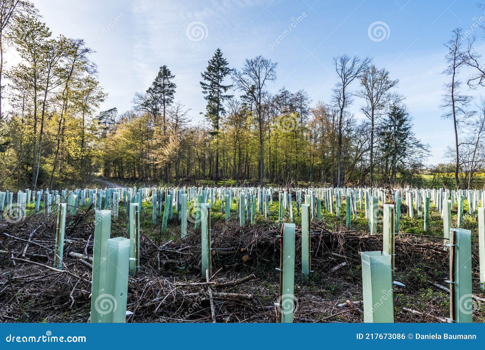 Reforestation in Mixed Forest with Pipe Support for the Young Trees ...