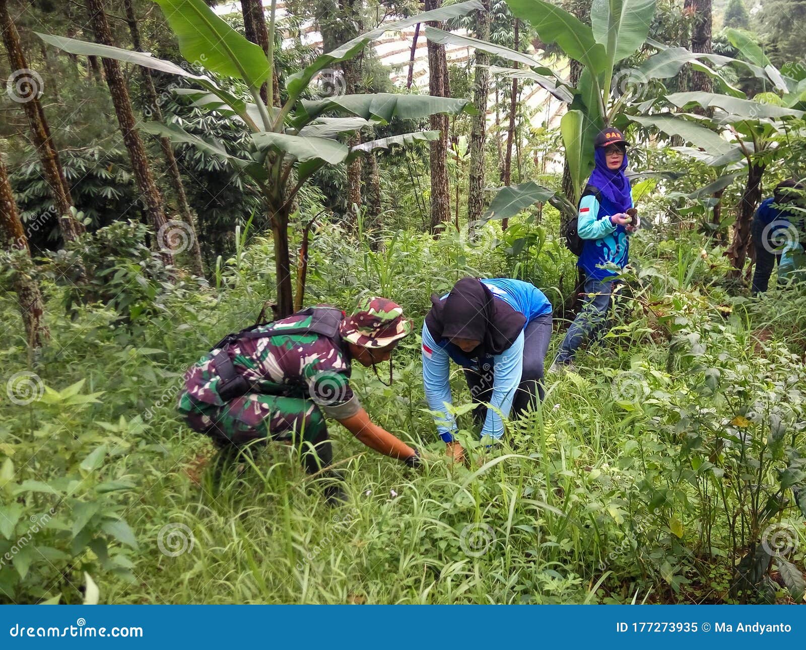 Reforestation in Plot 3a Area of Mount PRAHU Editorial Image - Image of ...