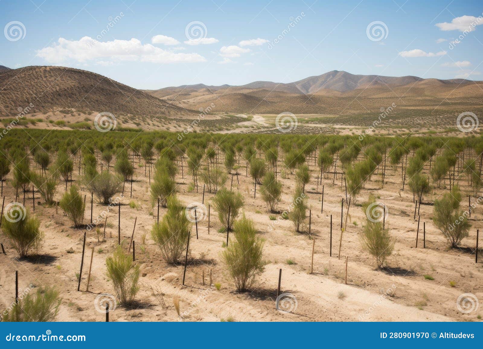 Reforestation Project In A Desert Landscape, With The Goal Of Restoring ... Reforestation Project In A Desert Landscape, With The Goal Of Restoring ...