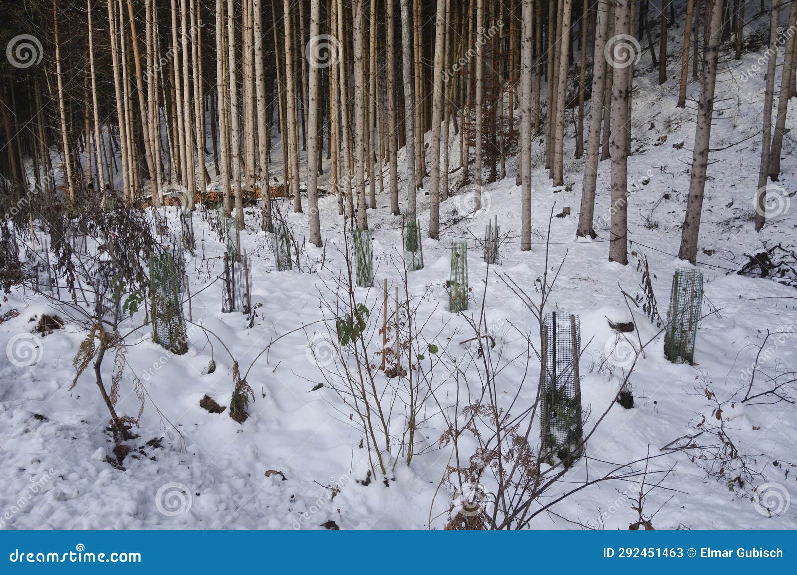Reforestation or Reafforestation in a Forest Stock Image - Image of ...