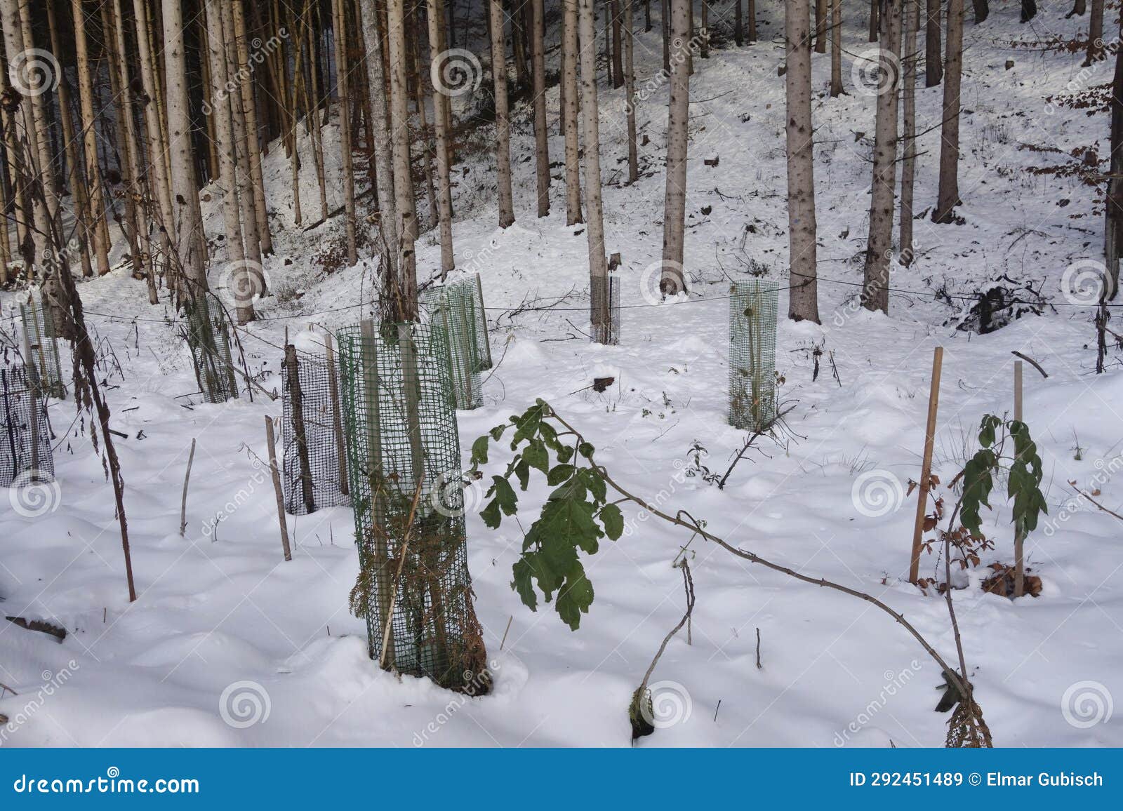 Reforestation or Reafforestation in a Forest Stock Image - Image of ...