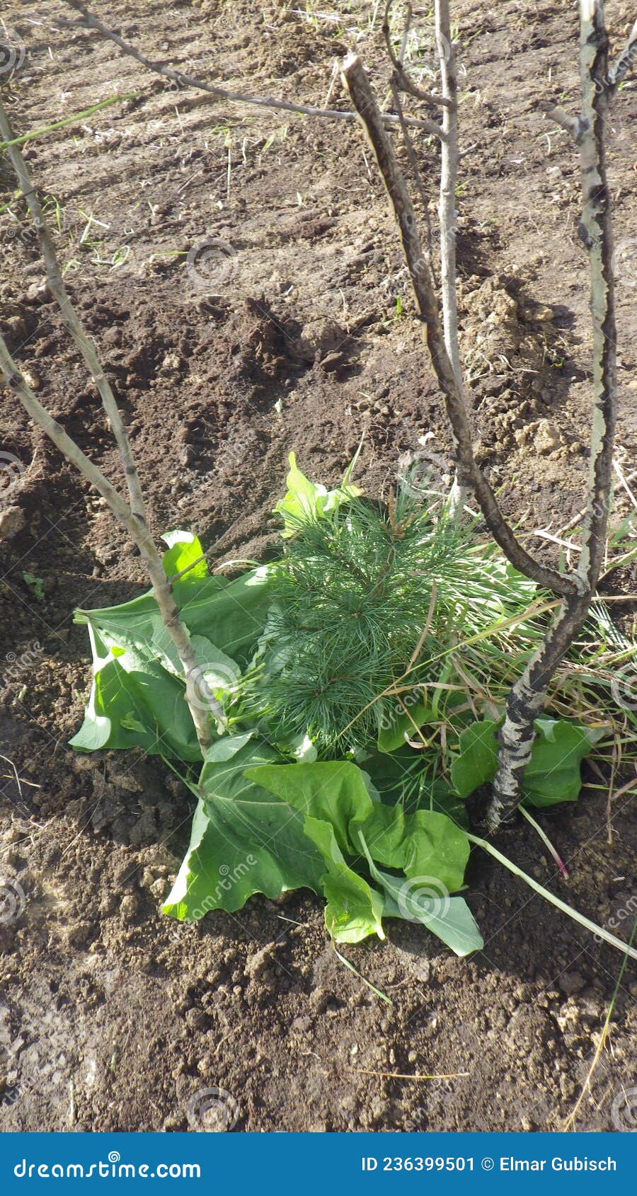Reforestation or Reafforestation in a Pine Forest Stock Image - Image ...