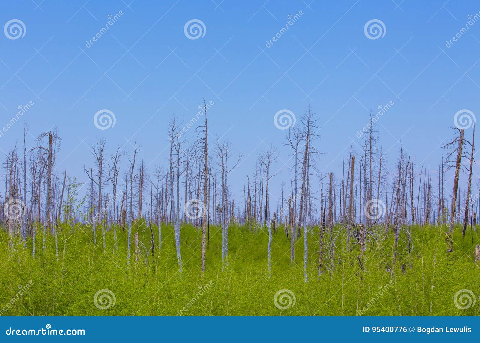 Reforestation stock photo. Image of survival, life, fighting - 95400776