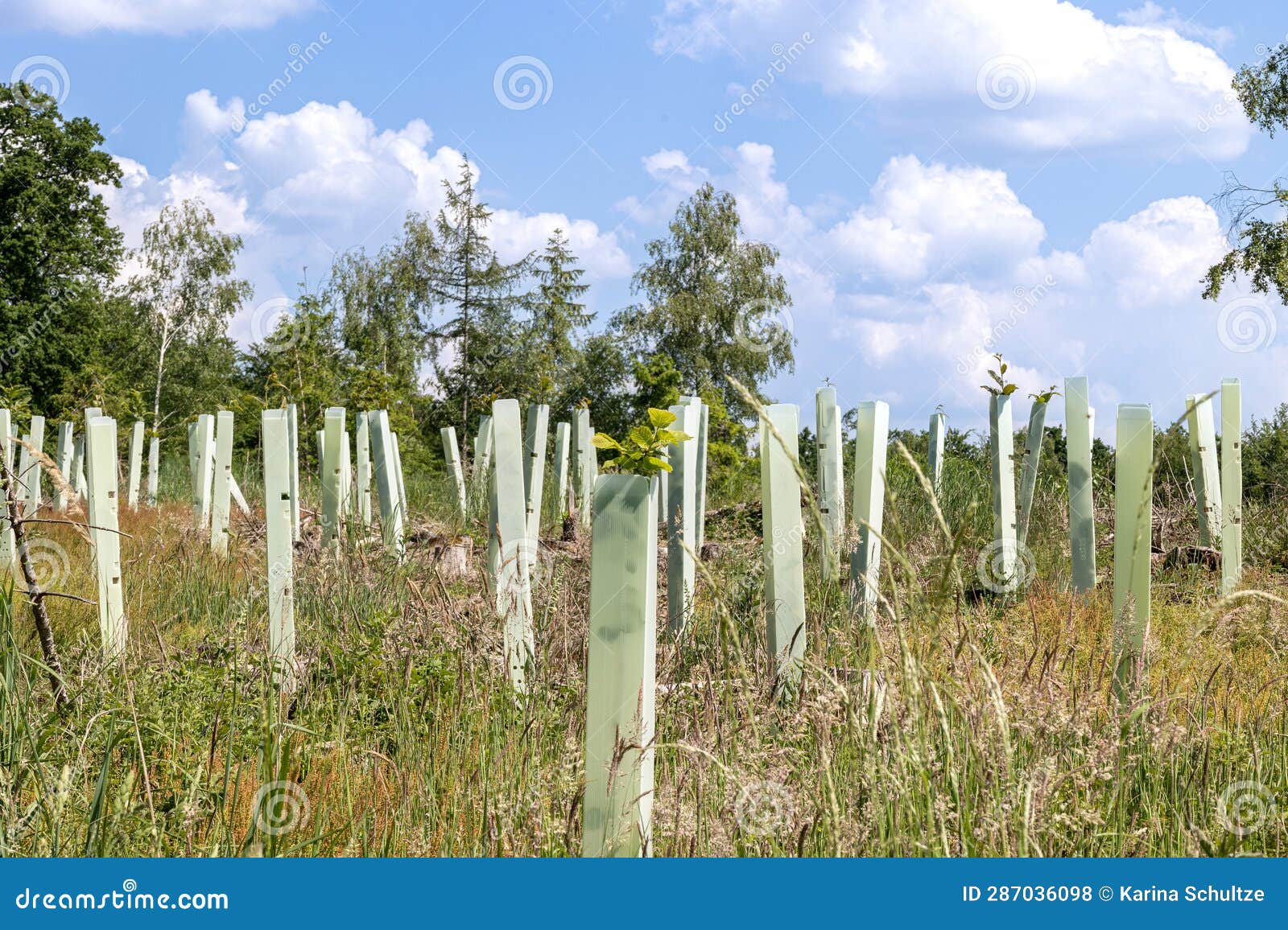 Reforestation with Tree Seedlings with Plastic Tubes Around the Trunk ...
