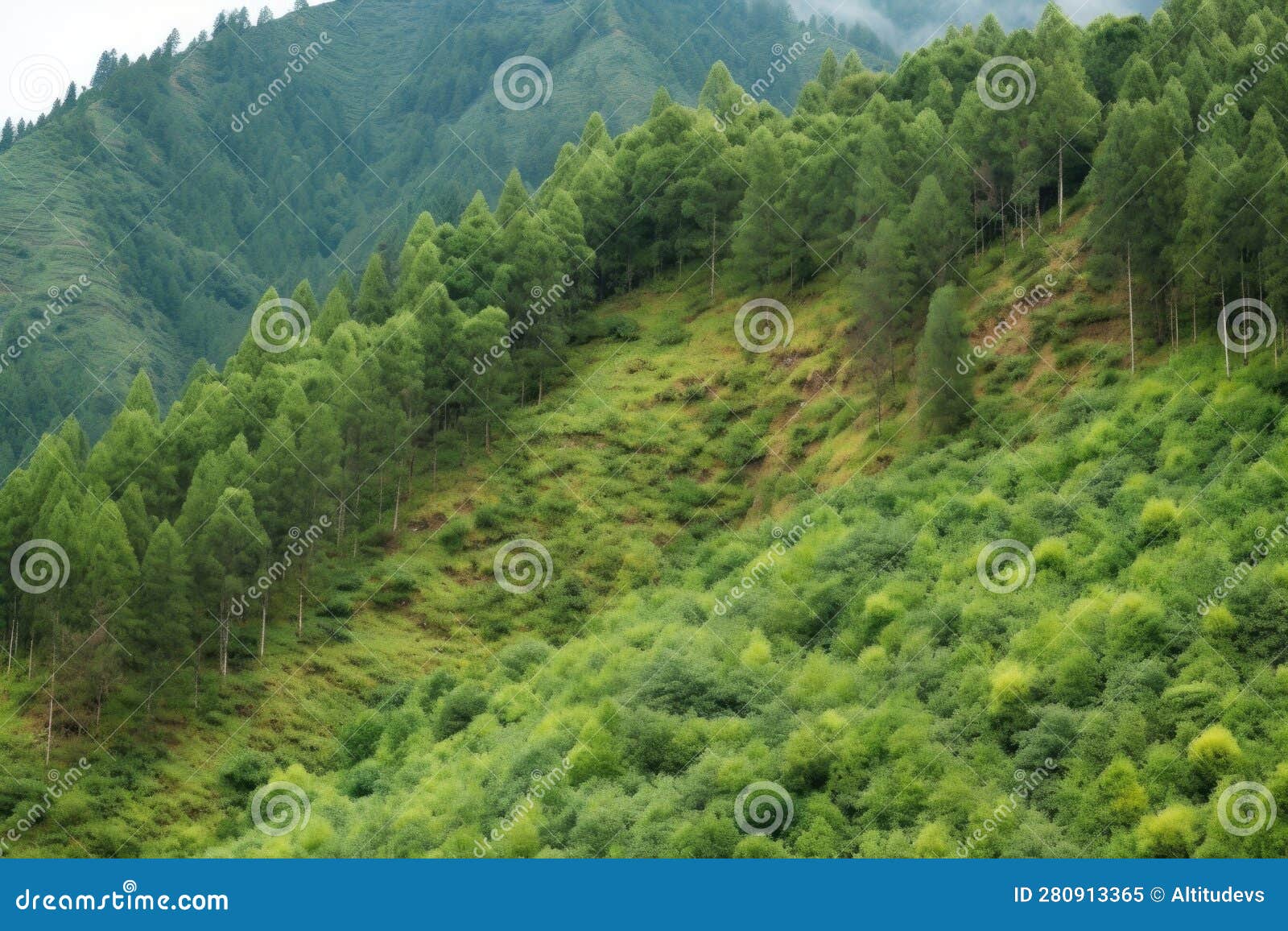 Reforested Mountainside, with Trees and Shrubs Growing in Abundance ...