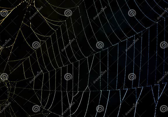 Refracted Light on a Dewy Spider Web Stock Image - Image of drops ...