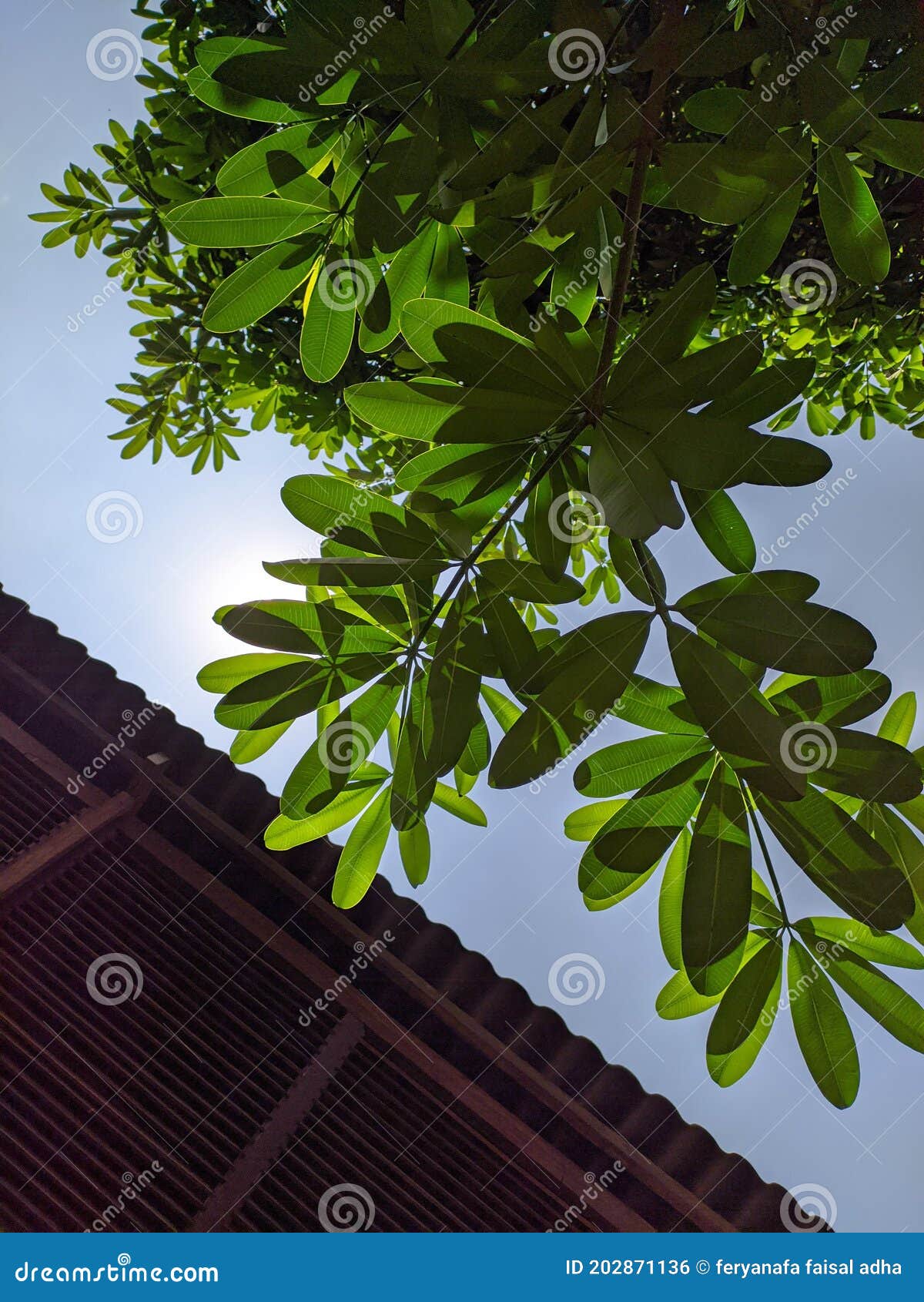 Refraction of Sunlight Penetrating the Leaves of the Trees Stock Photo ...