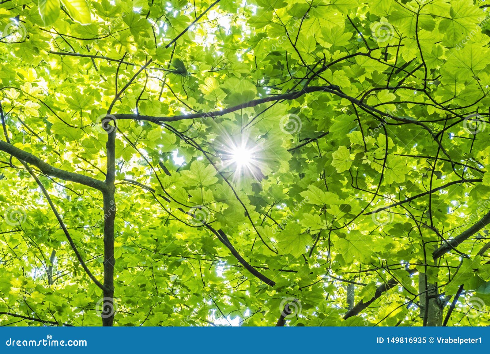 Refraction of Sunlight in the Trees, Natural Scene Stock Image - Image ...