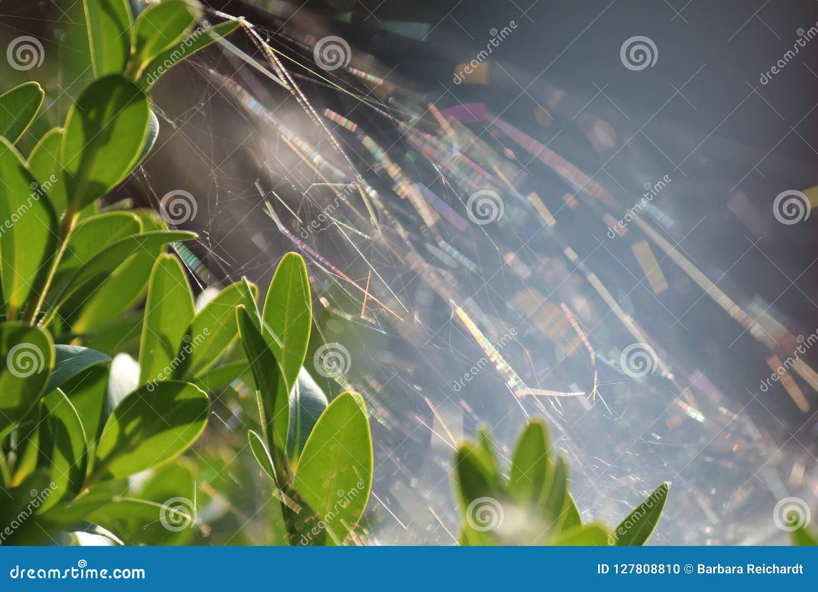 Natural spectacle stock photo. Image of physical, patternsinnature ...
