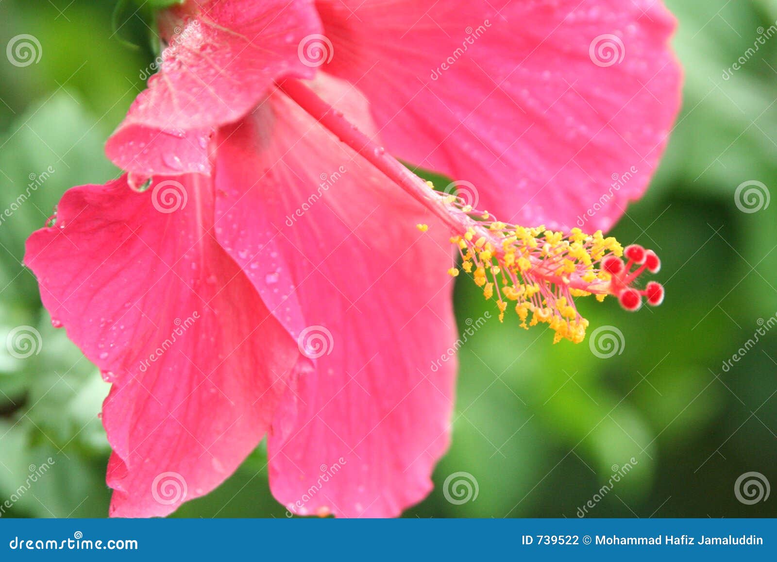 Refresh stock photo. Image of rain, national, refresh, water - 739522