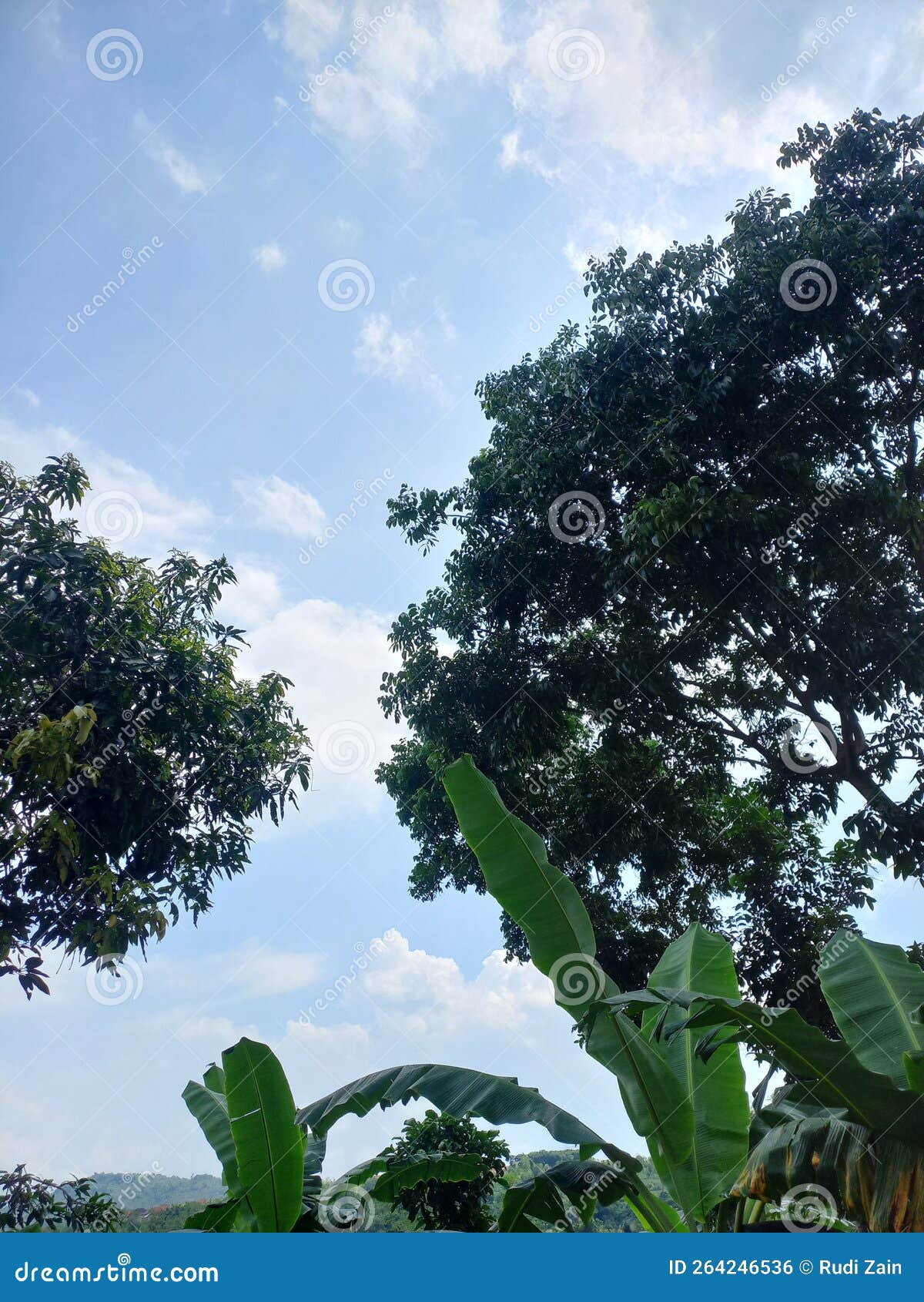 Refresh for Brain in Morning this Blue Green Tree Sky Stock Photo ...