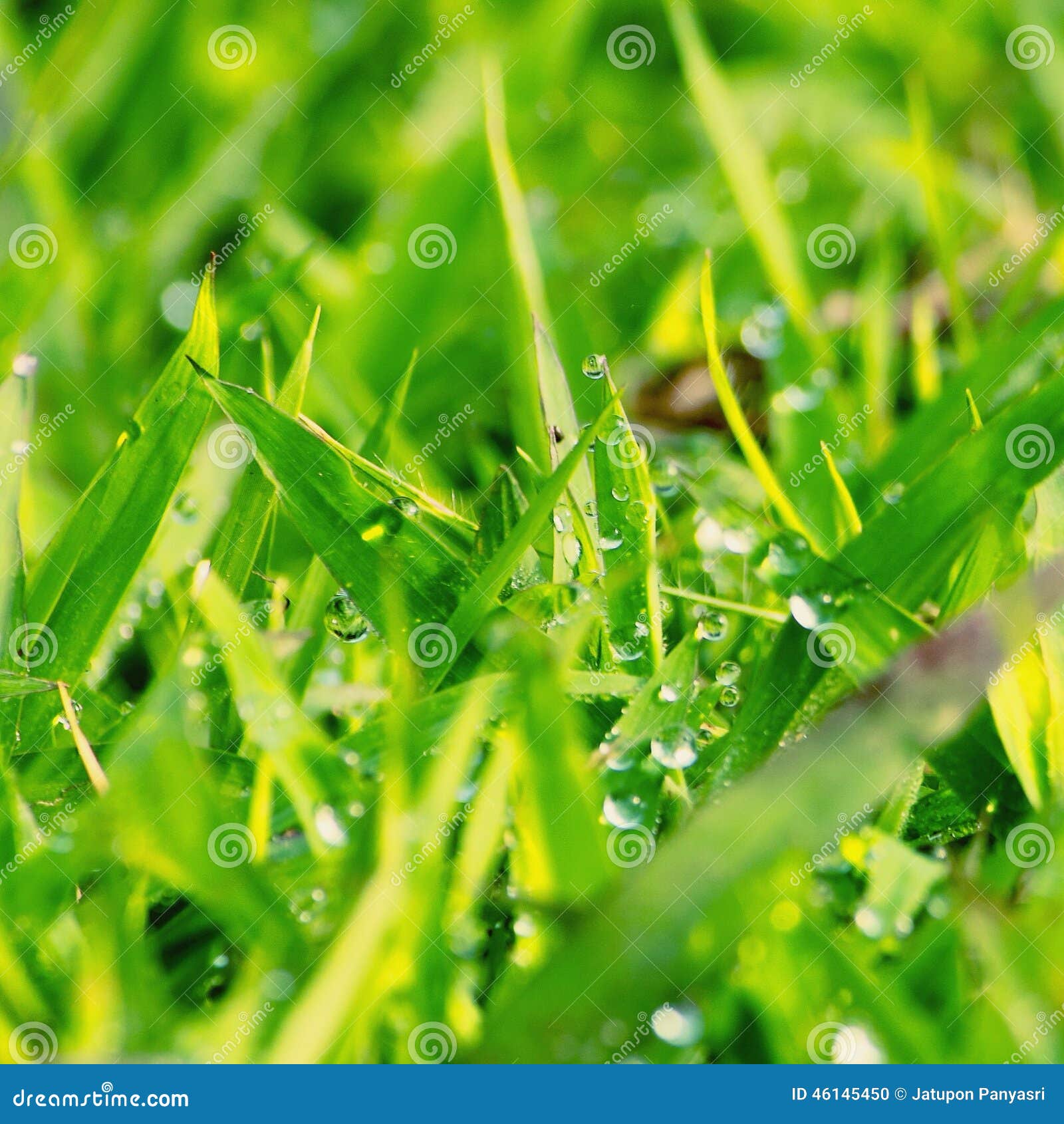 Refresh grass stock photo. Image of refresh, green, fresh - 46145450