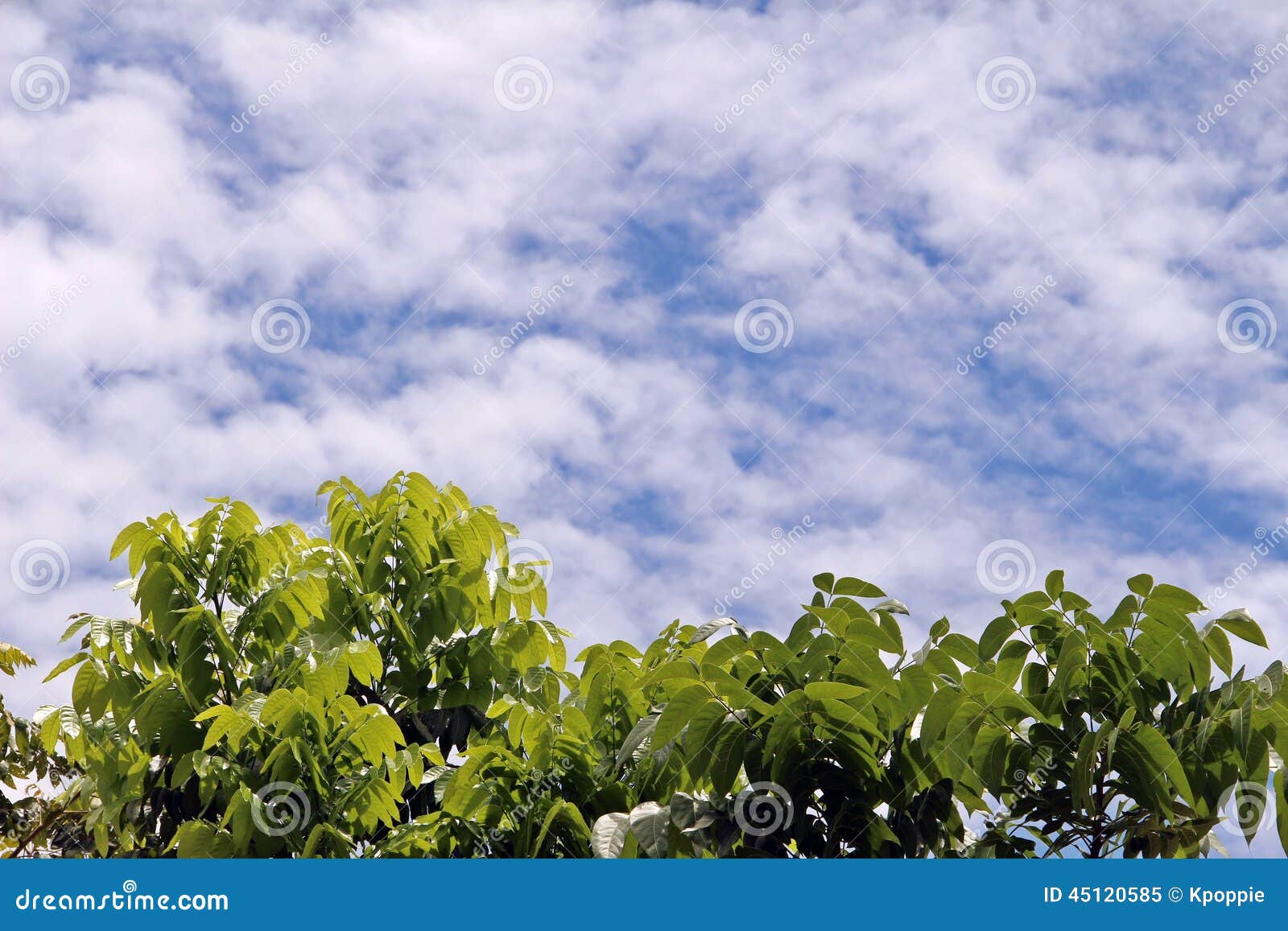 Refresh by the nature stock image. Image of blue, leaf - 45120585