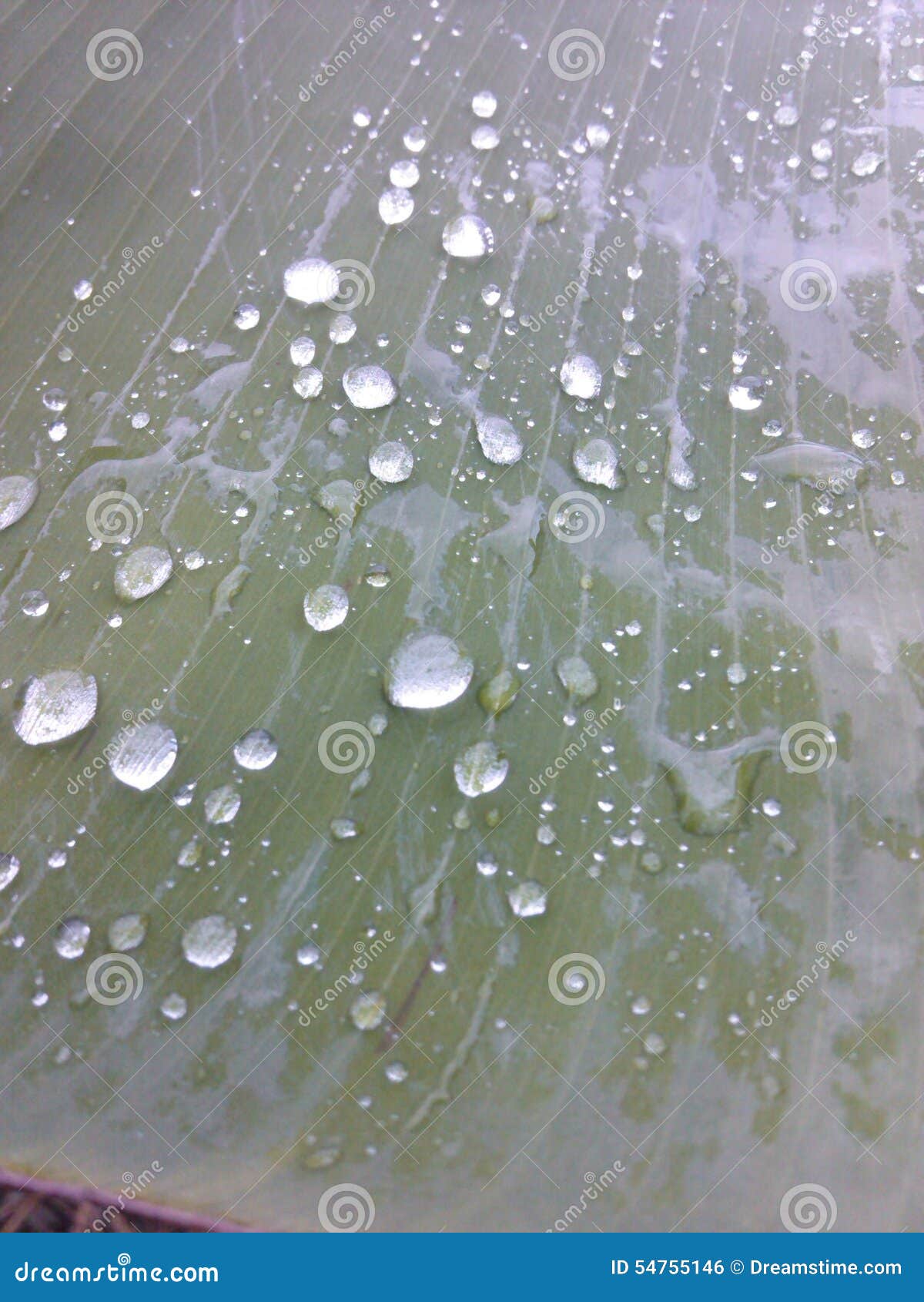 Refresh editorial photo. Image of wood, suny, refreshing - 54755146