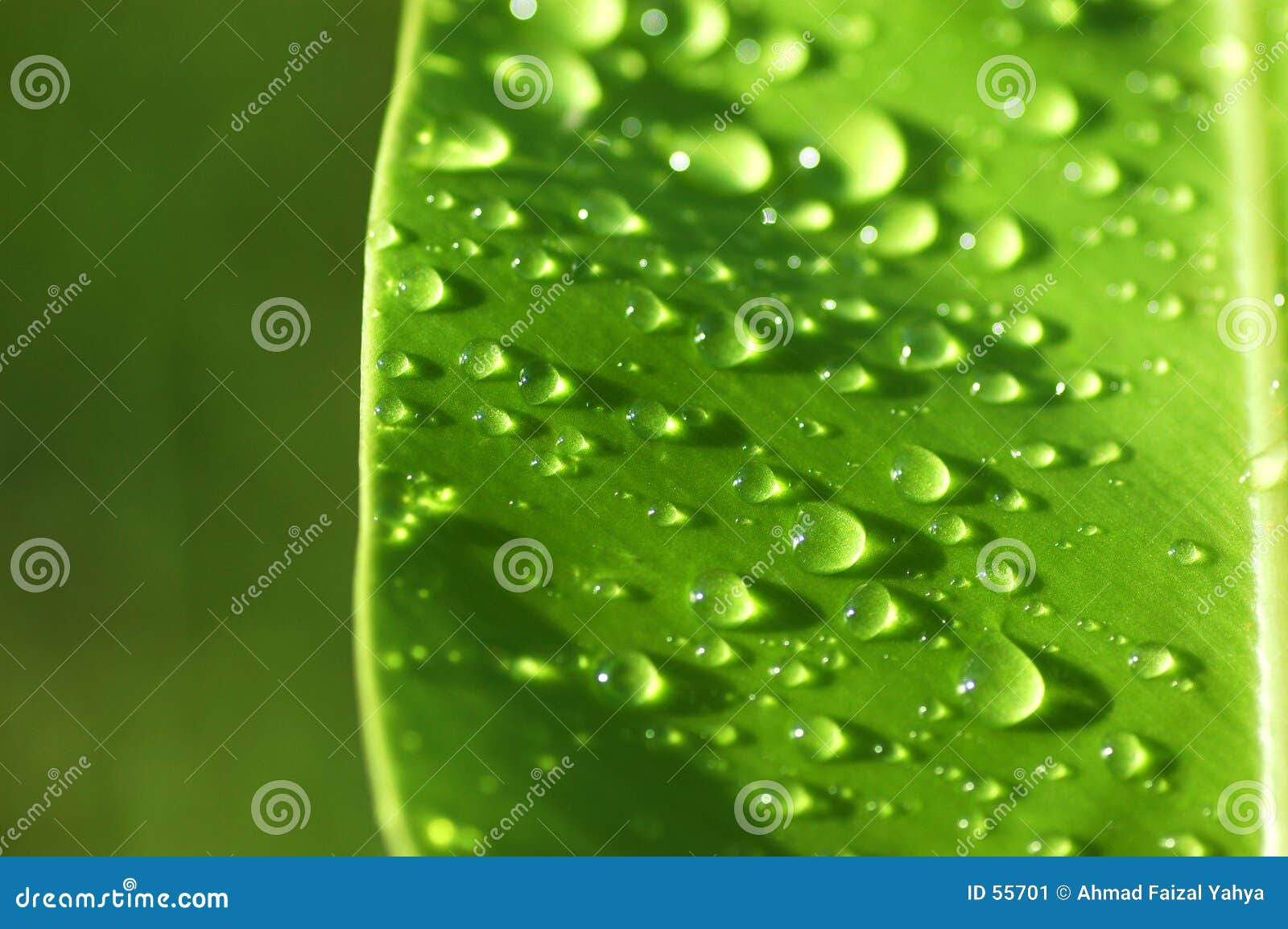Refreshing stock image. Image of leave, water, tropic, reflection - 55701