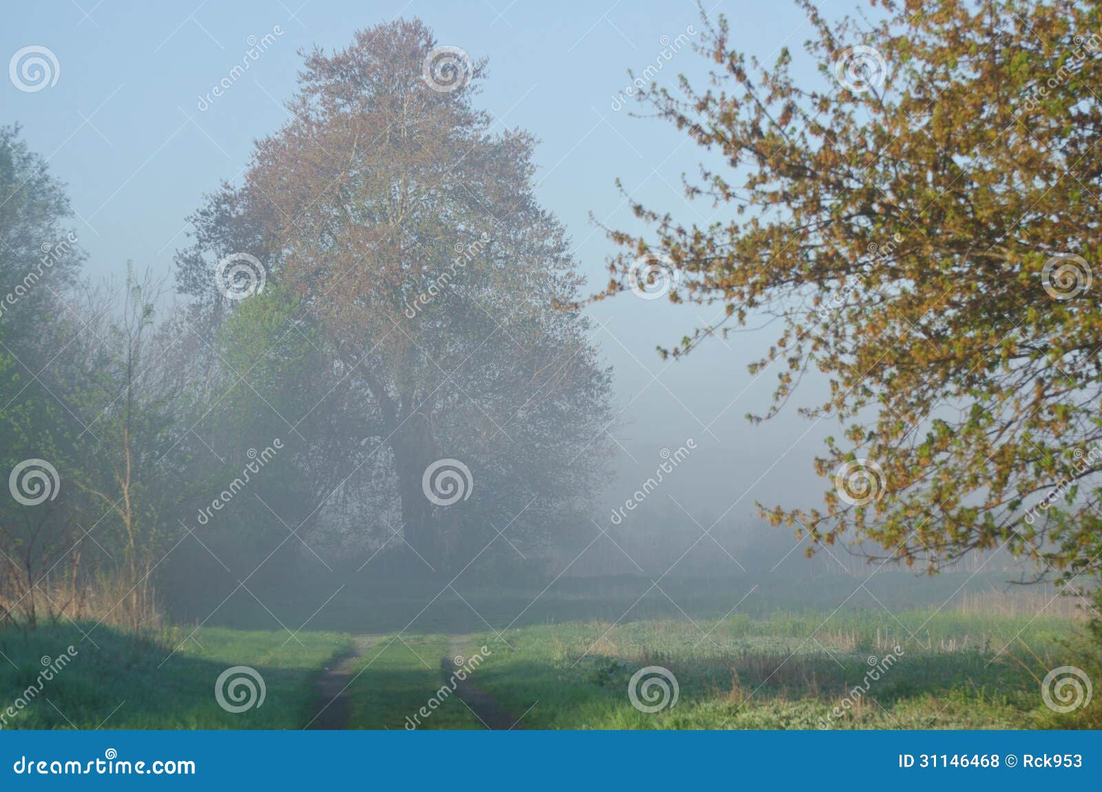 The Refreshing Color of Spring on a Foggy Morning Stock Photo - Image ...