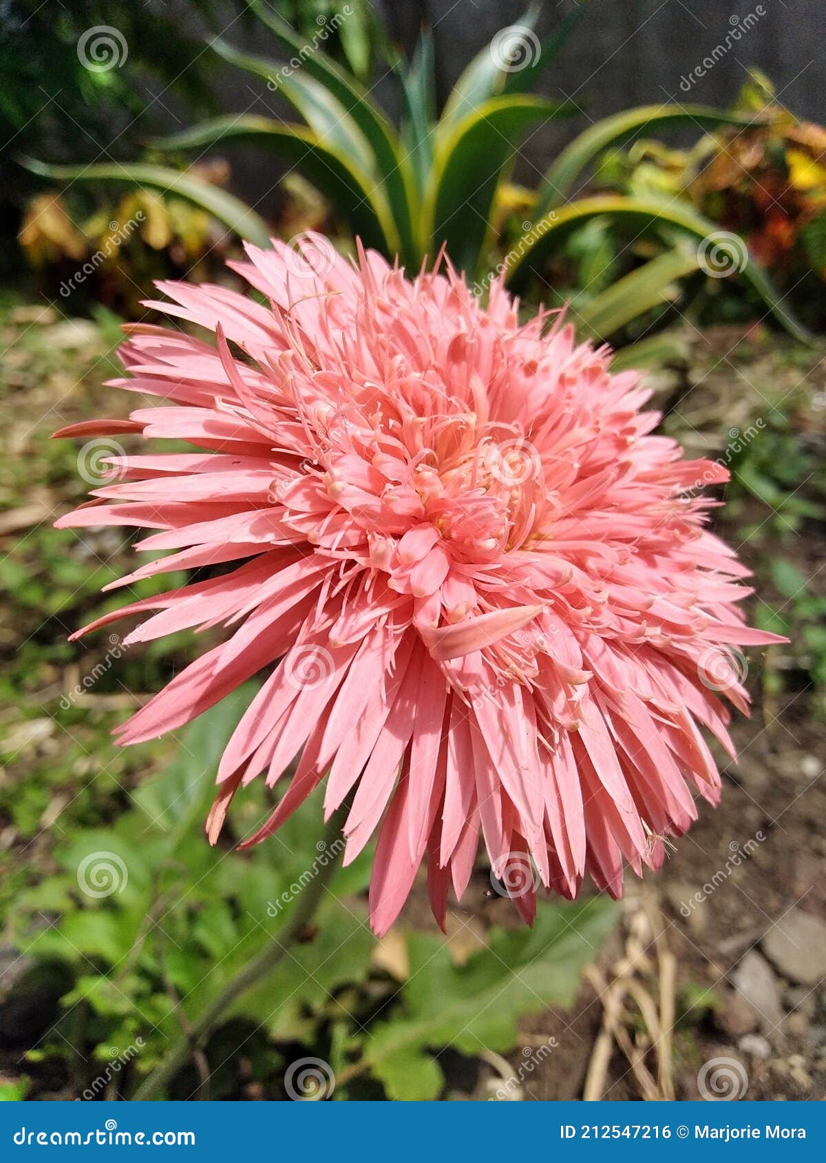 Refreshing daisy flower stock photo. Image of blossom - 212547216