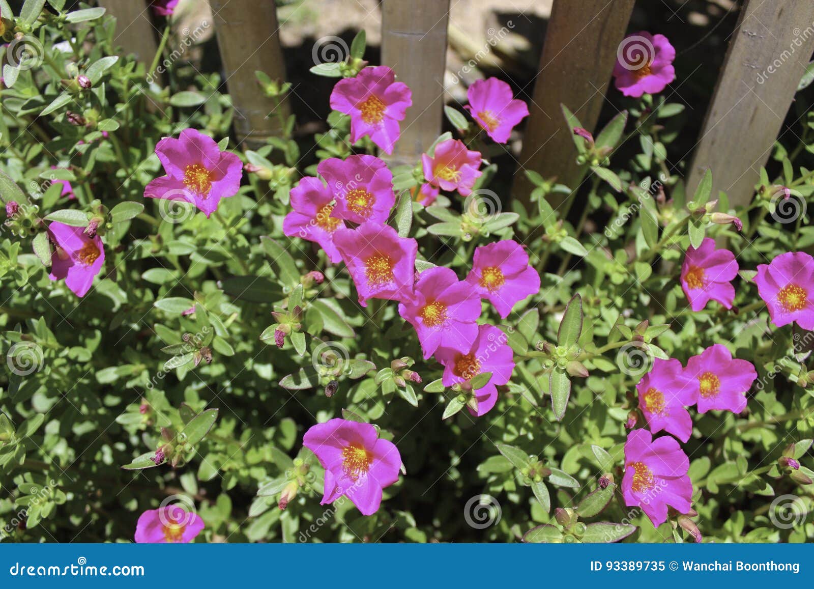 Refreshing flowers stock image. Image of refreshing, ground - 93389735