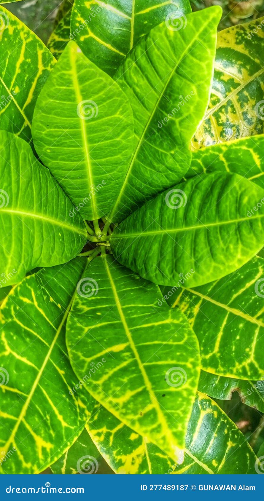 Refreshing Green Leaves with Tangy Texture. for Your Design Background ...