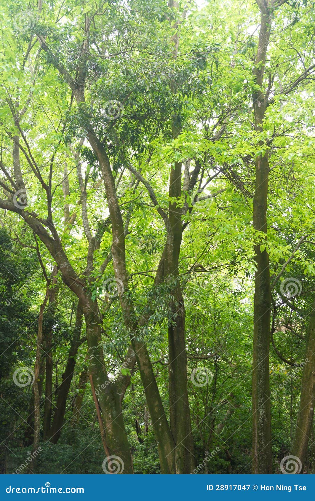 Refreshing Green Tall Trees Stock Image - Image of trees, growth: 28917047