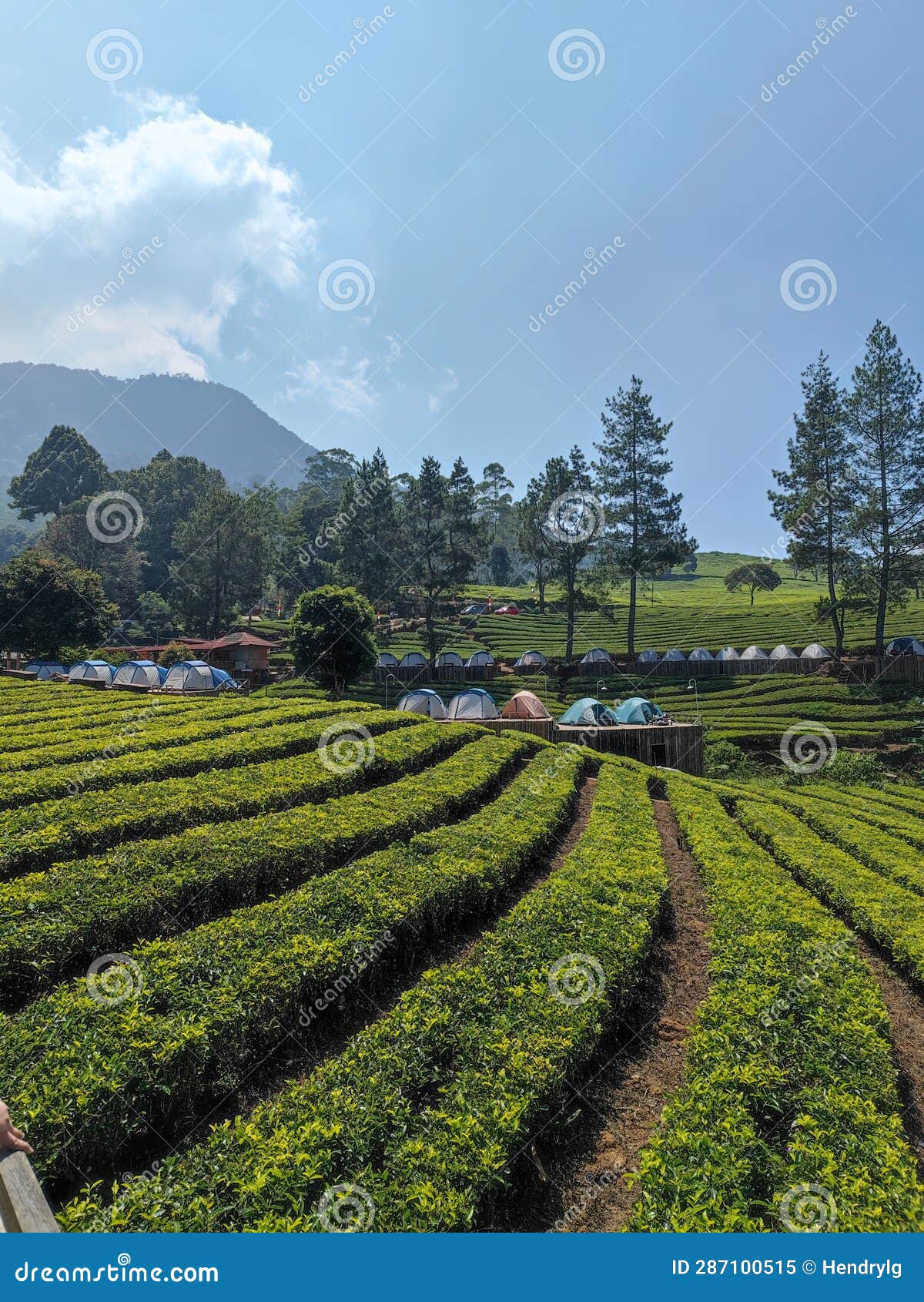Refreshing Green Tea Plants Field Stock Image - Image of field, plants ...