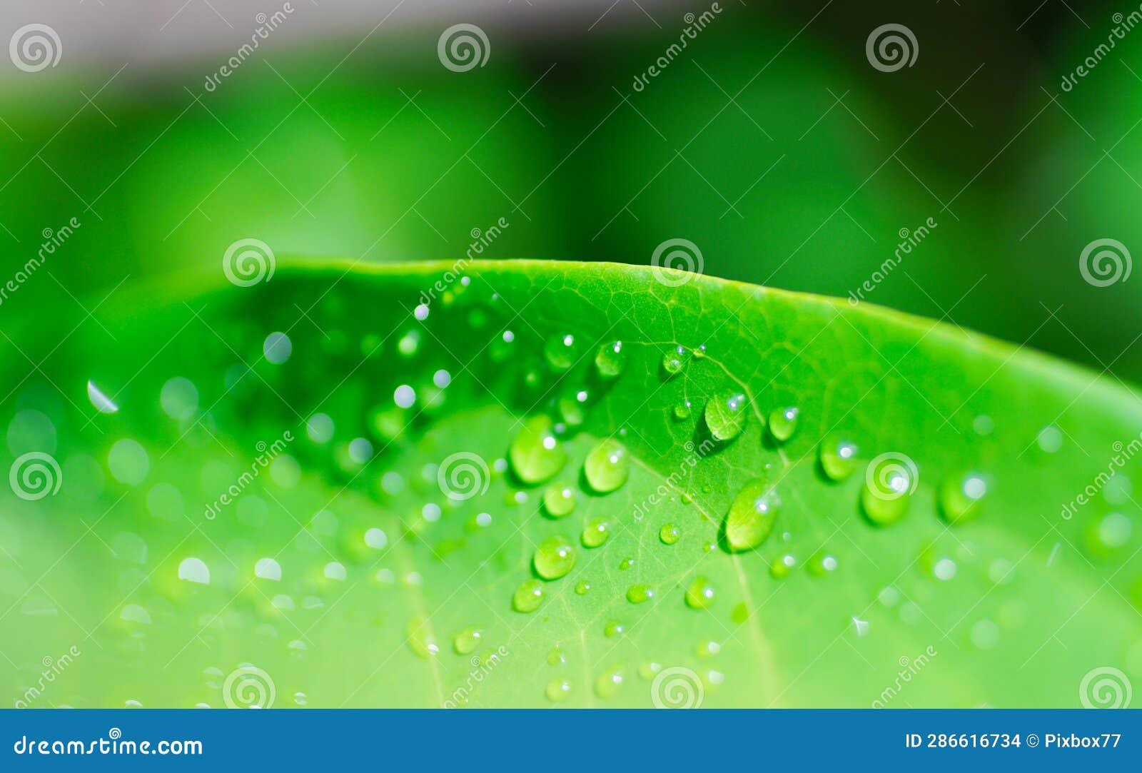 Refreshing Nature Background, Raindrops on Green Leaf Stock Photo ...