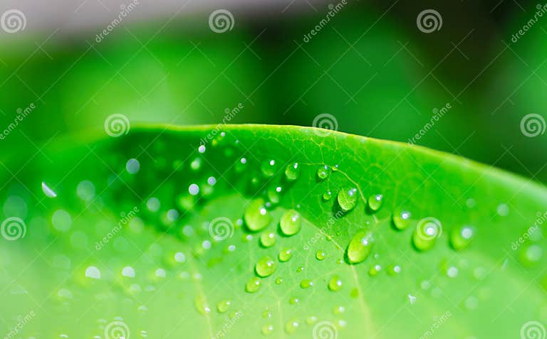 Refreshing Nature Background, Raindrops on Green Leaf Stock Photo ...