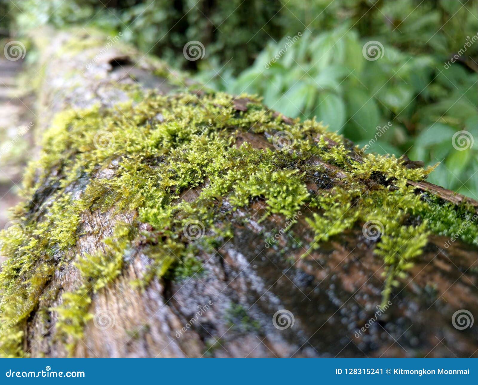 Refreshing after rain stock image. Image of refreshing - 128315241