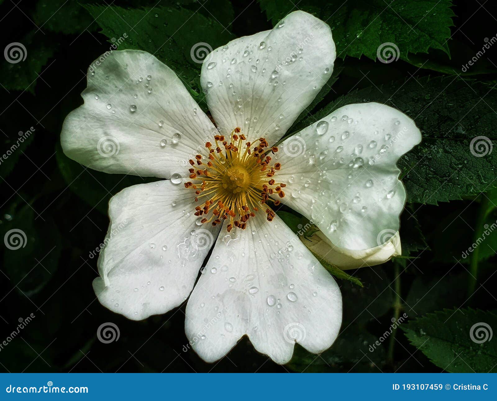 Refreshing Raindrops on a Hot Summer Day Stock Image - Image of ...