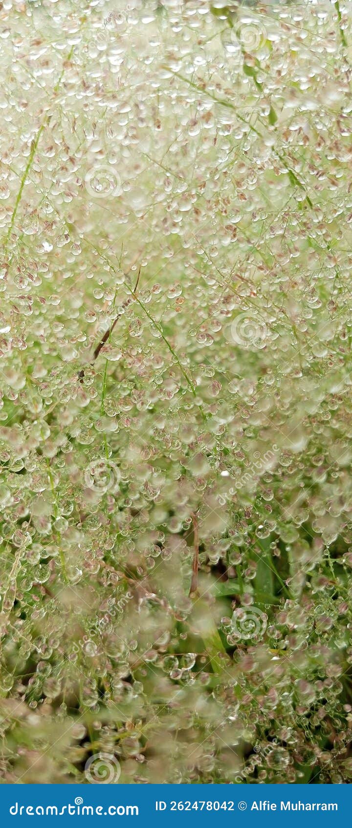 Refreshing Scene after the Rain Stock Photo - Image of leaf, shrub ...