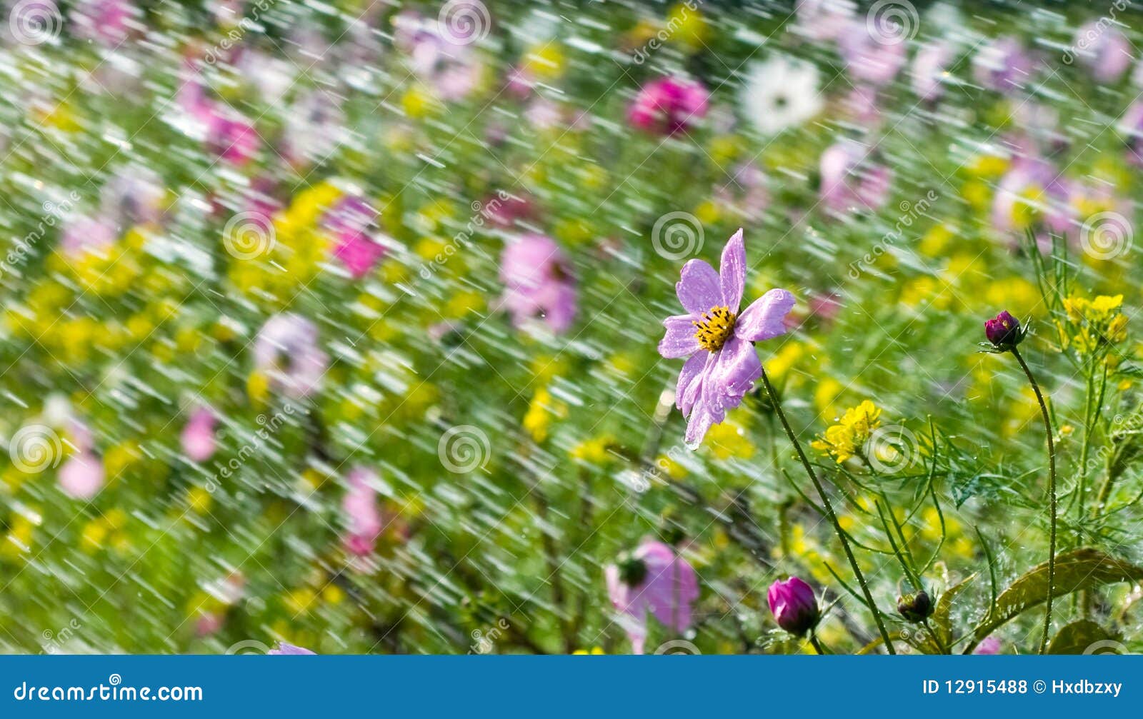 Refreshing water spray stock photo. Image of drop, blossom - 12915488