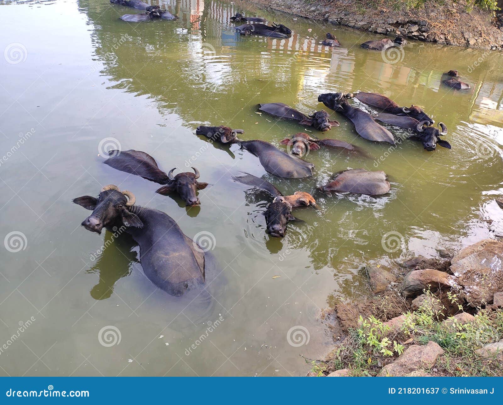 Refreshment of Water Buffalo on Water Pond. Water Buffalo Bathing in ...