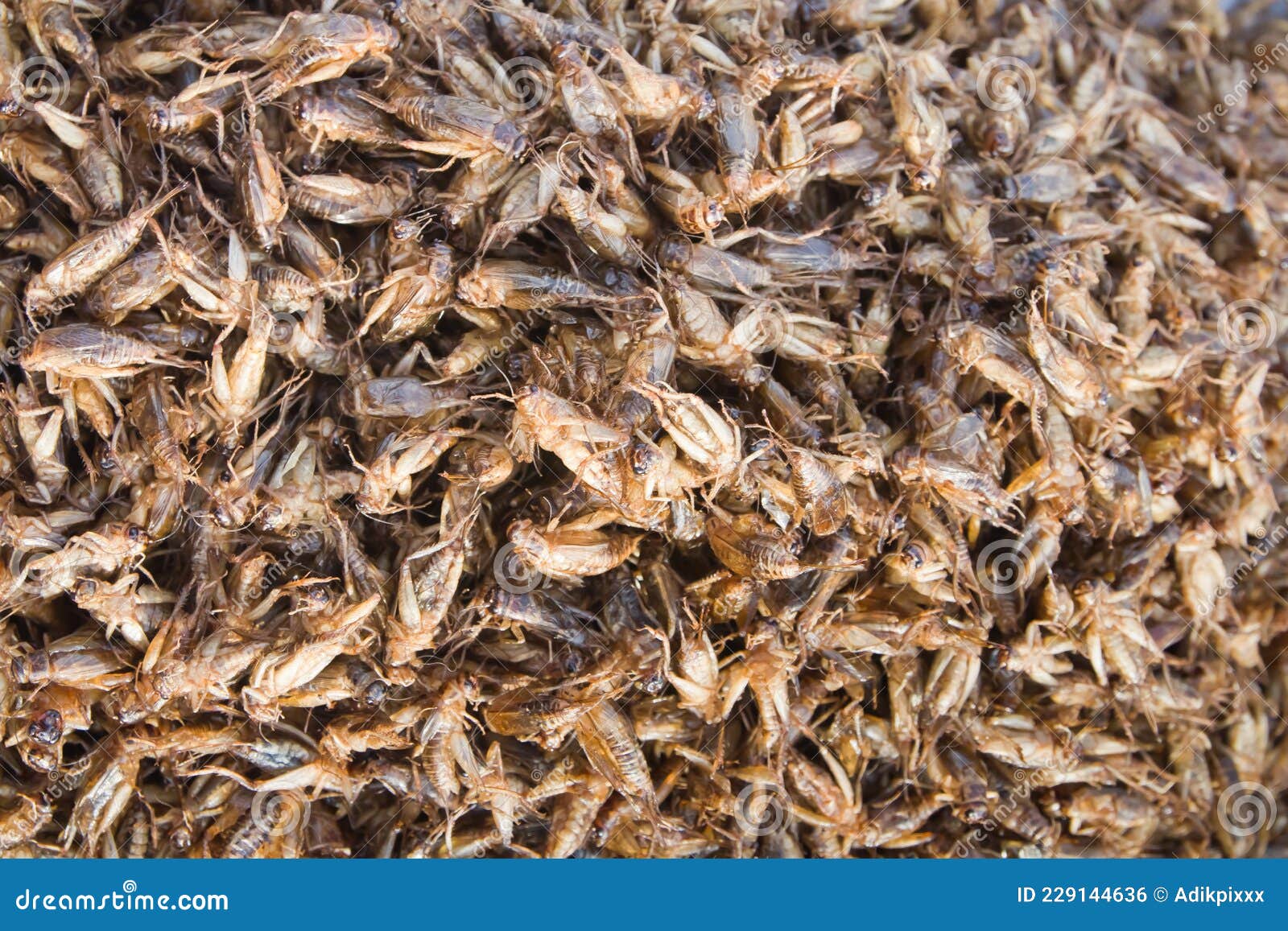 Refrigerio . cricket frito foto de archivo. Imagen de fresco - 229144636