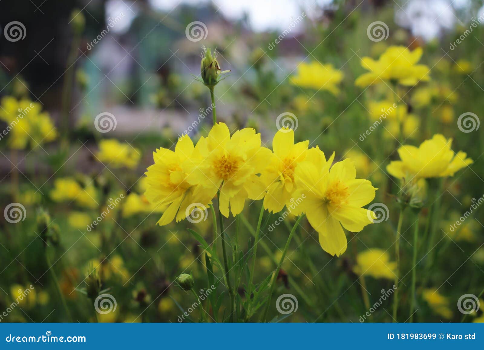 Refugia are Plants that Can Provide Protection Stock Image - Image of ...