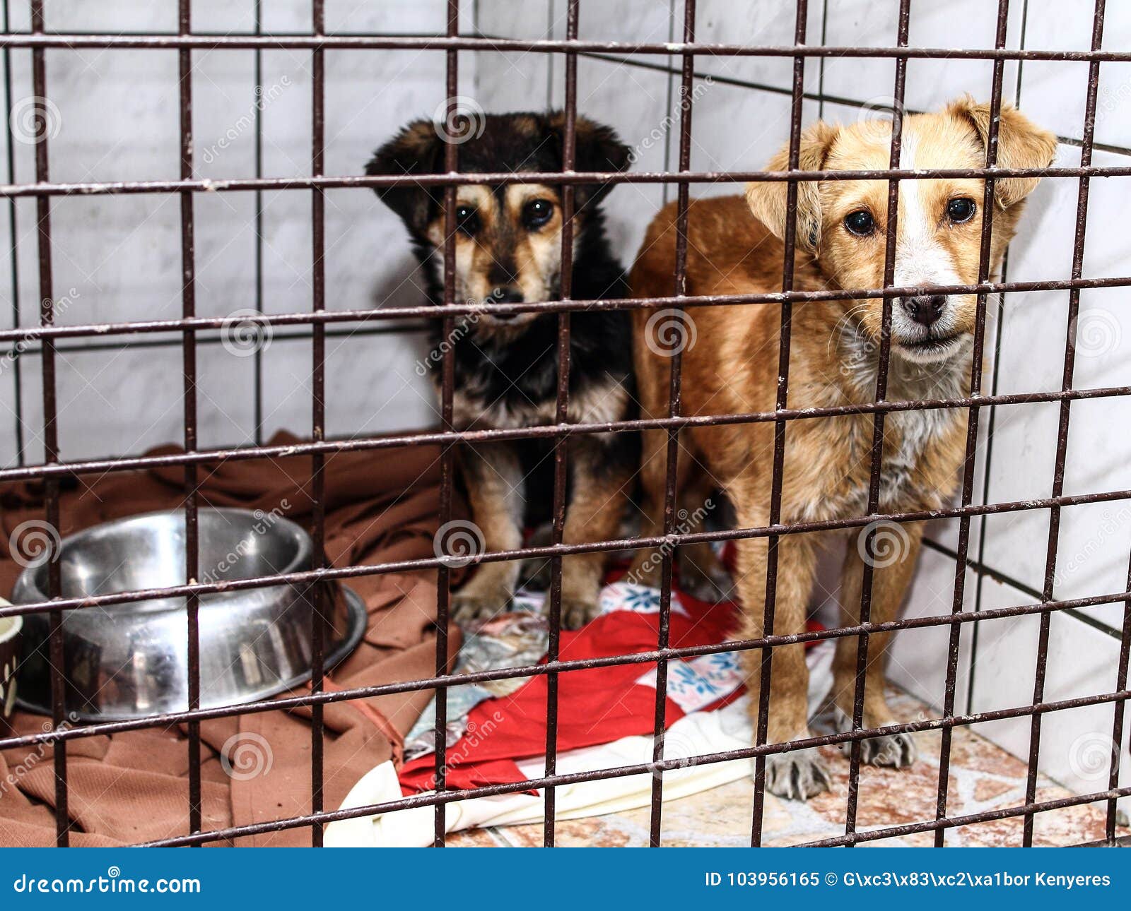 Refugio Del Perro - Esperanza - Vida Animal Imagen de archivo - Imagen ...