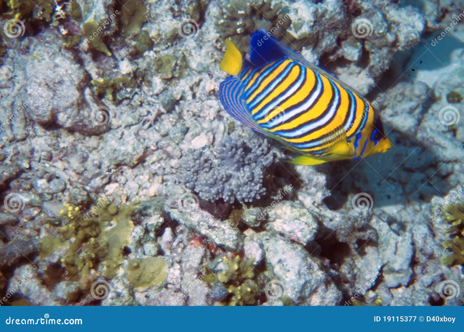 Regal Angelfish stock image. Image of dive, nature, colorful - 19115377